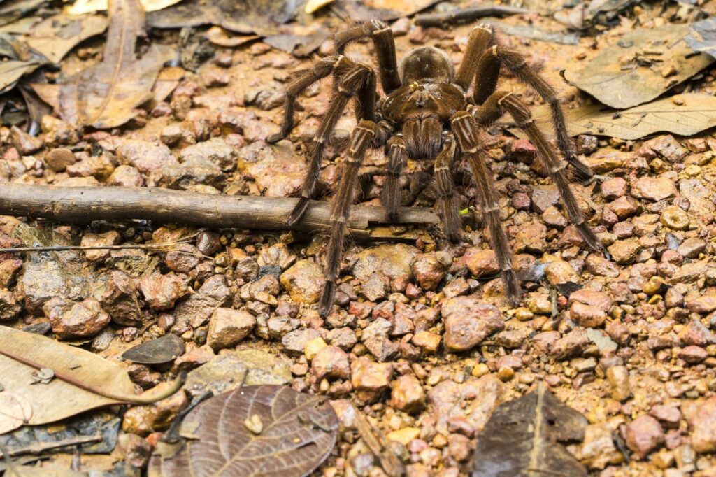 La tarántula Goliat, la araña más grande del mundo | Candela HD
